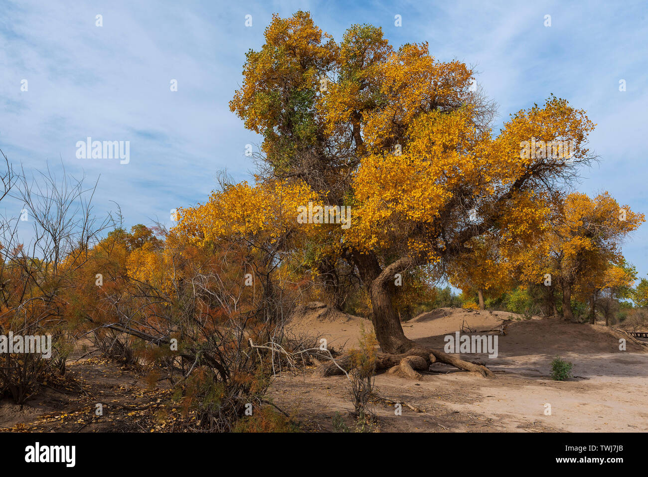 Hu yang and hu yang lin hi-res stock photography and images - Alamy