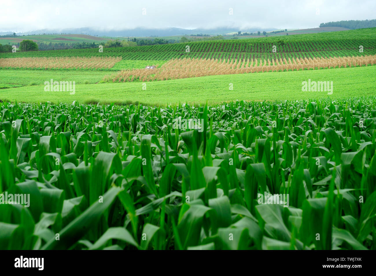 Plantation of Fodder Corn in Northern Thailand Stock Photo - Alamy