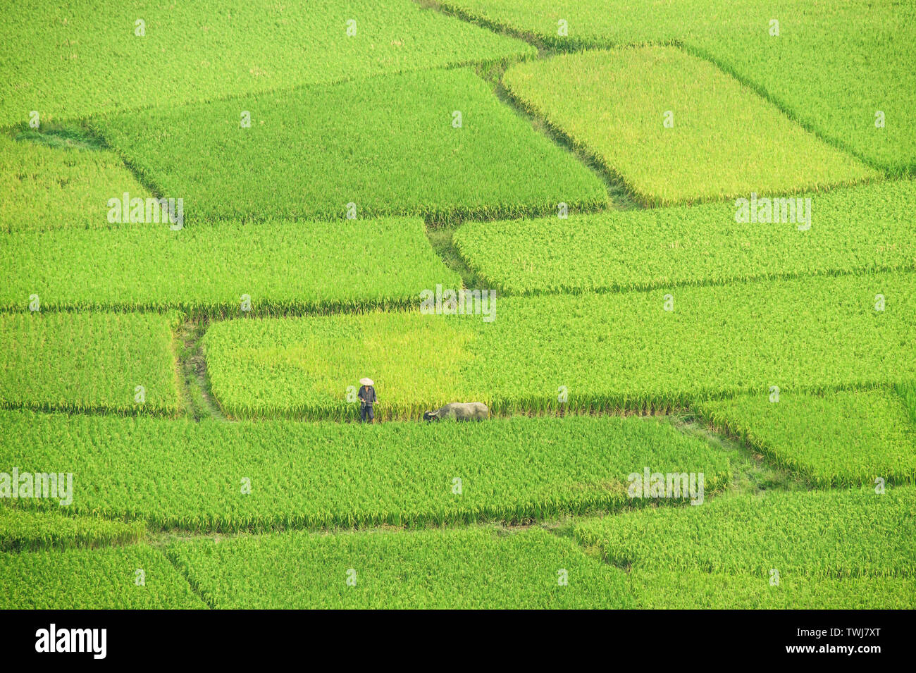 Rice fields china hi-res stock photography and images - Alamy