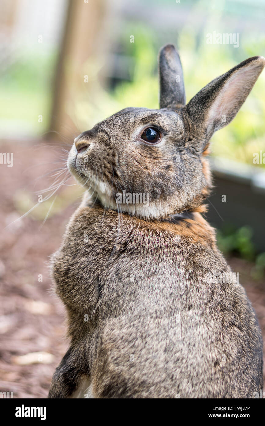 Small gray domestic pet bunny rabbit stands guard in the garden ...