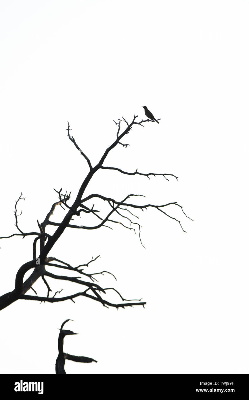 Creepy tree art Cut Out Stock Images & Pictures - Alamy