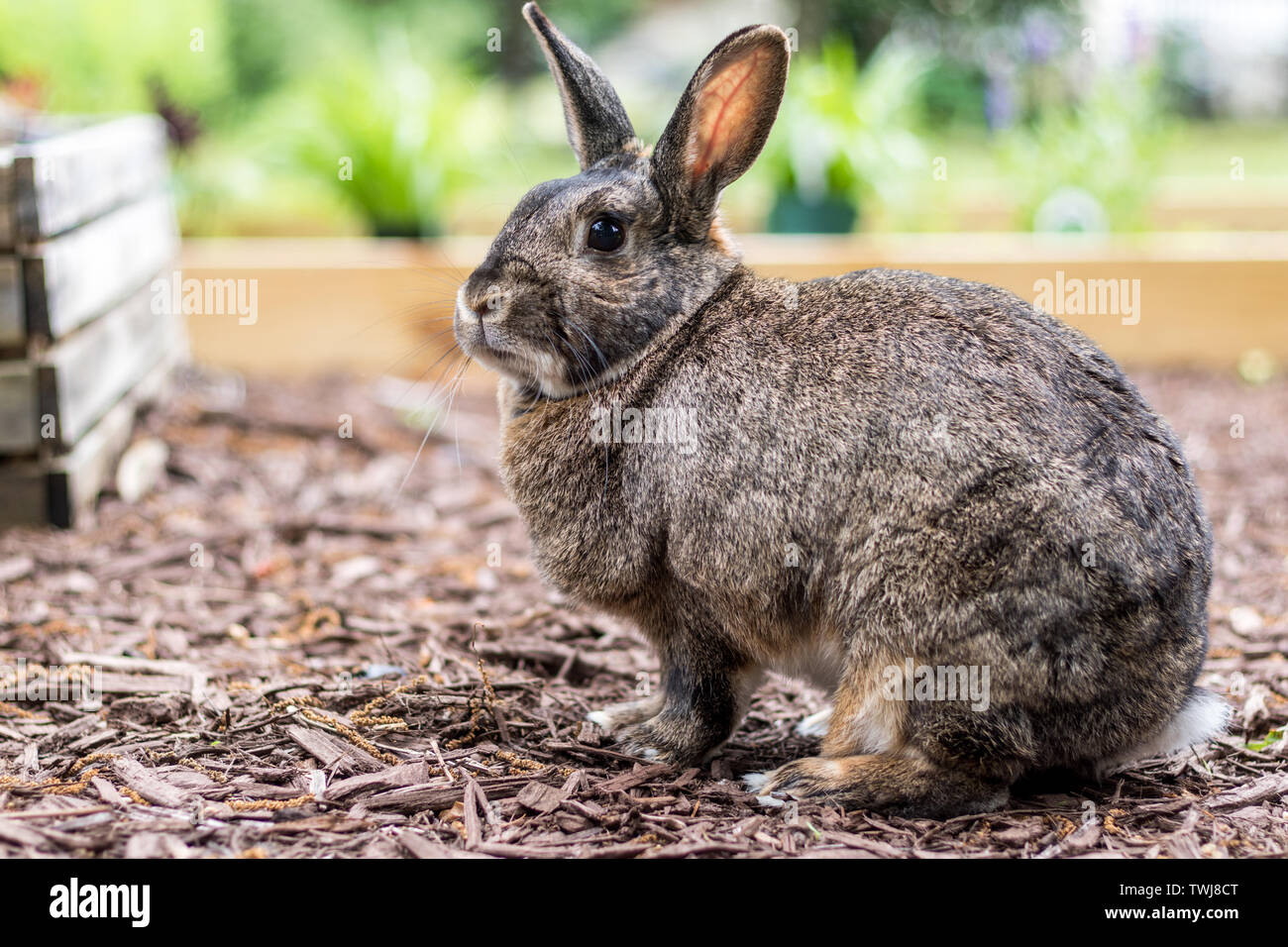Small gray domestic pet bunny rabbit pauses for a pose in the garden ...