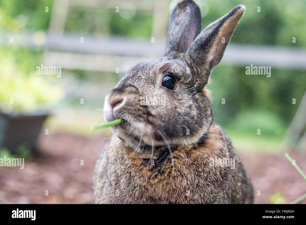 Small gray domestic pet bunny rabbit samples some fresh veggies in the ...