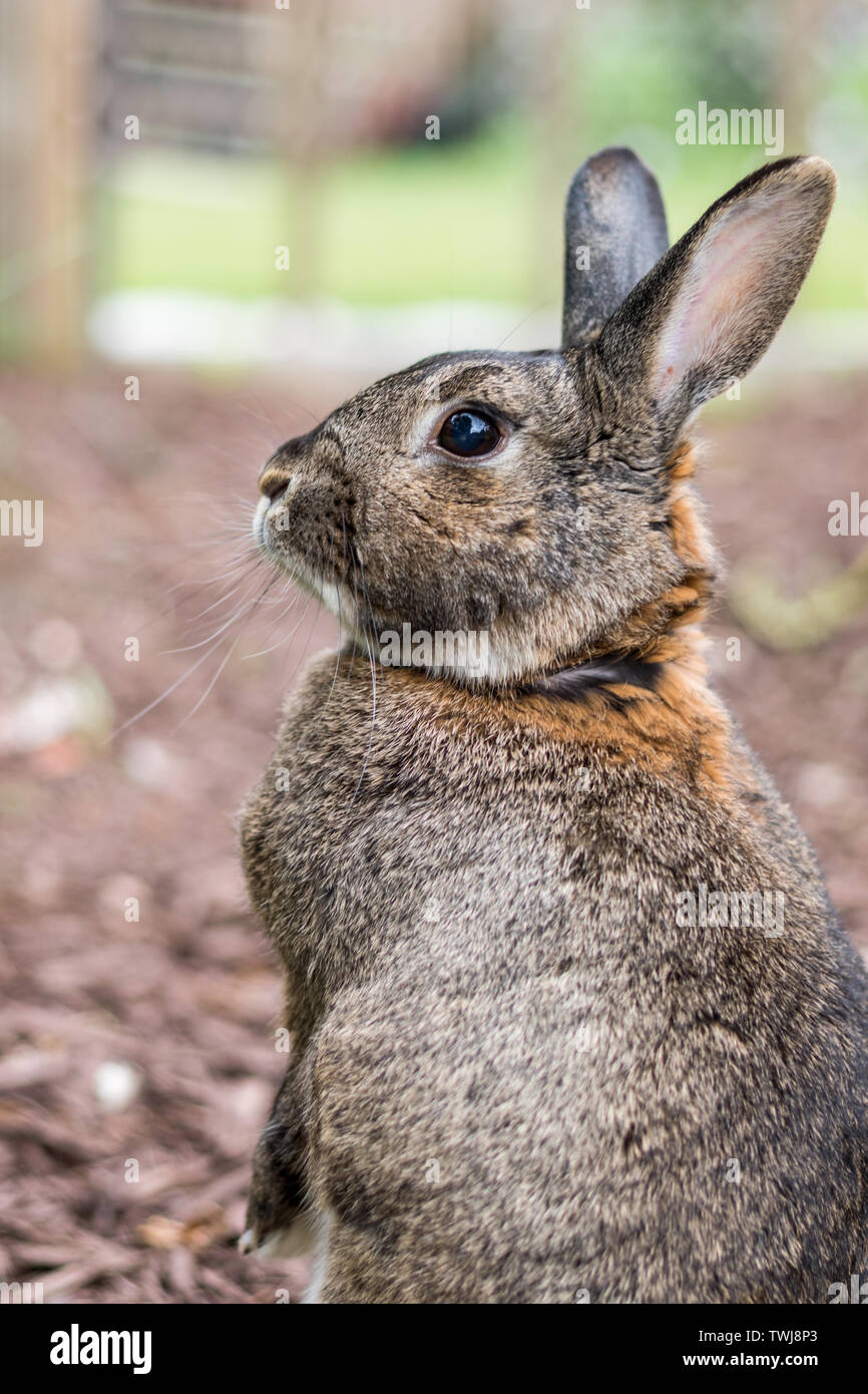 Small gray domestic pet bunny rabbit stands guard in the garden ...