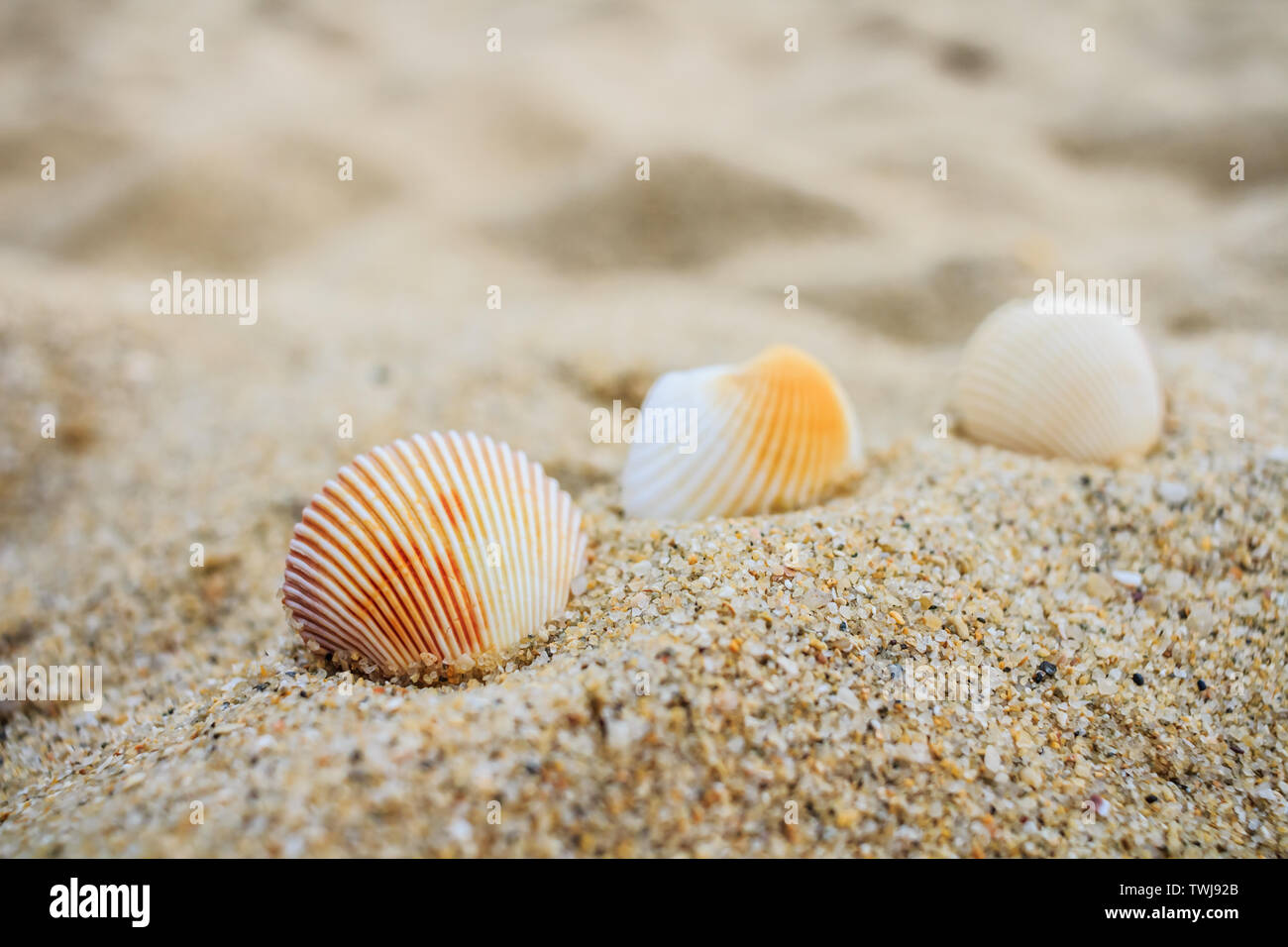 Three shells in different colors and shapes in the sand Stock Photo - Alamy