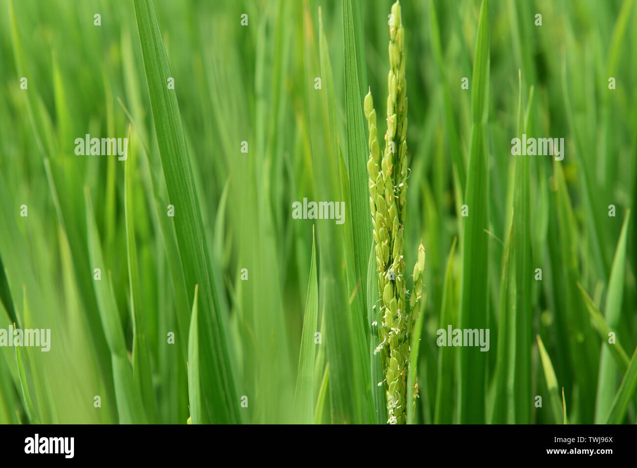 Rice spike paddy field, rice Stock Photo - Alamy
