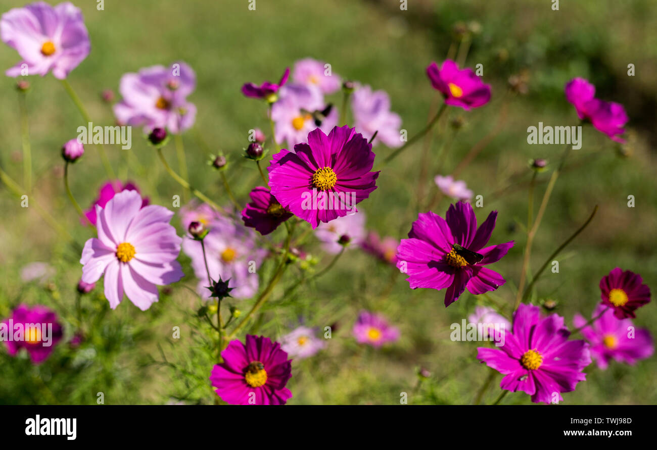 Beautiful gesang flower hi-res stock photography and images - Alamy