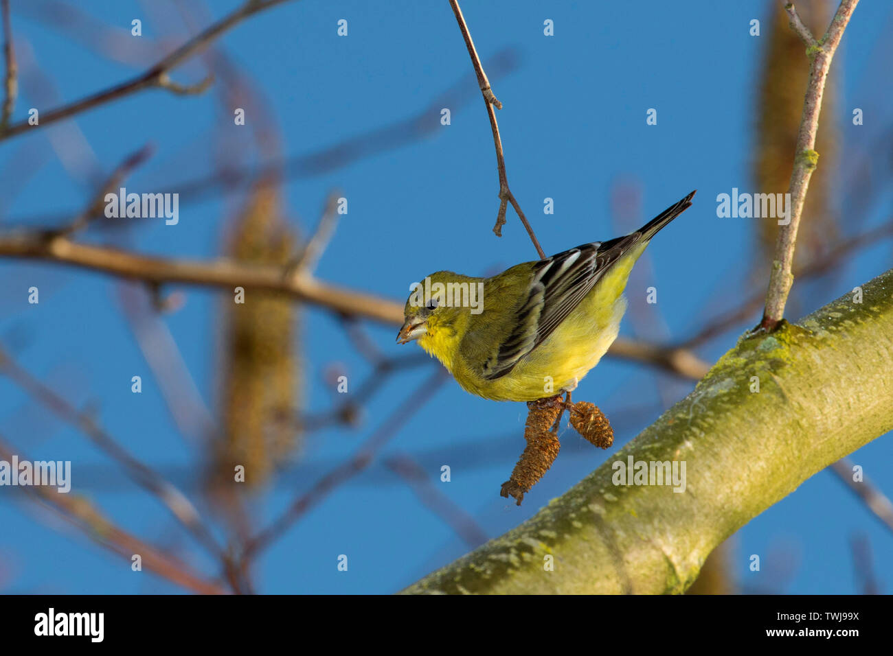 Lesser goldfinch, Talking Water Gardens, Albany, Oregon Stock Photo - Alamy