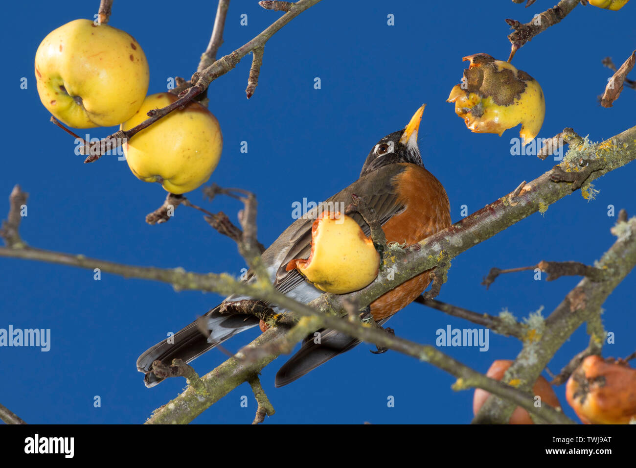 Robin william hi-res stock photography and images - Alamy