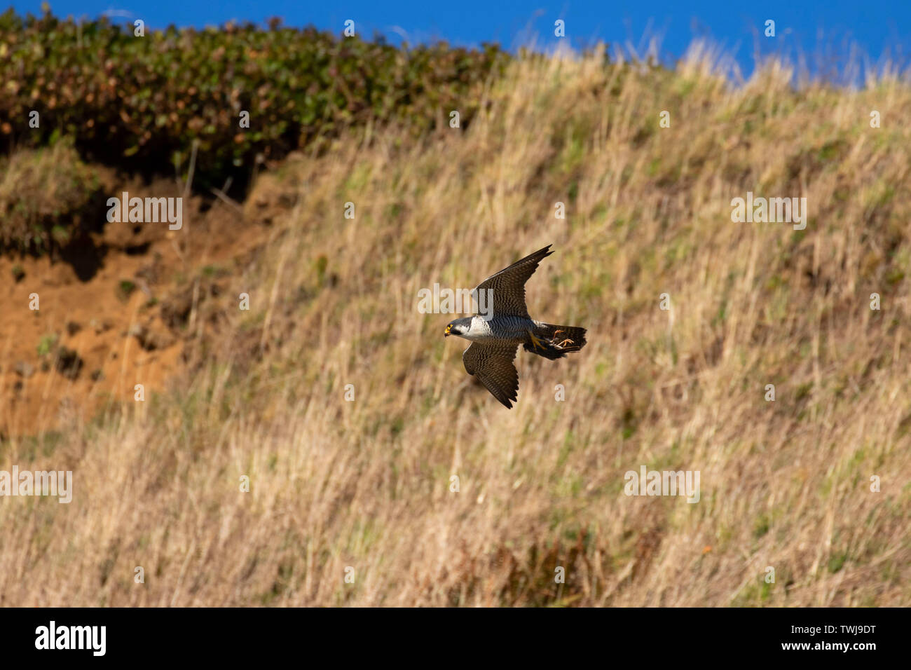 Peregrine falcon (Falco peregrinus), Yaquina Head Outstanding Natural ...