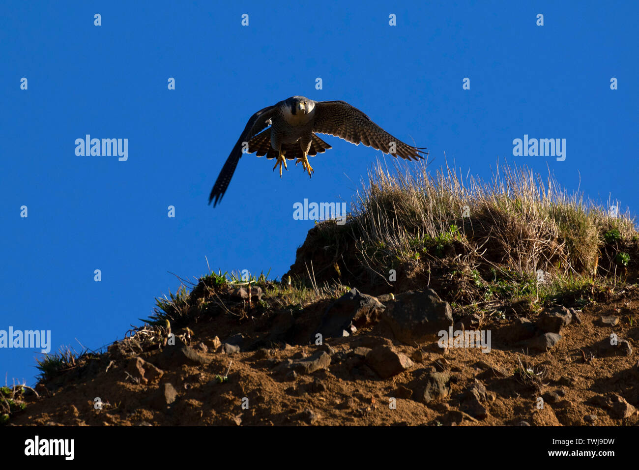 Oregon Falcon High Resolution Stock Photography and Images - Alamy