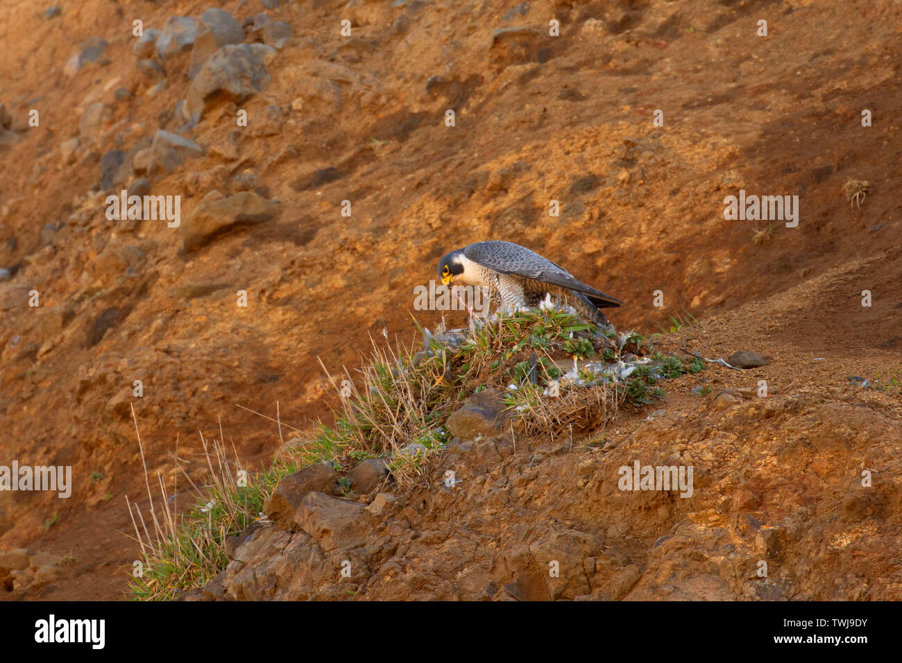 Peregrine falcon (Falco peregrinus), Yaquina Head Outstanding Natural ...