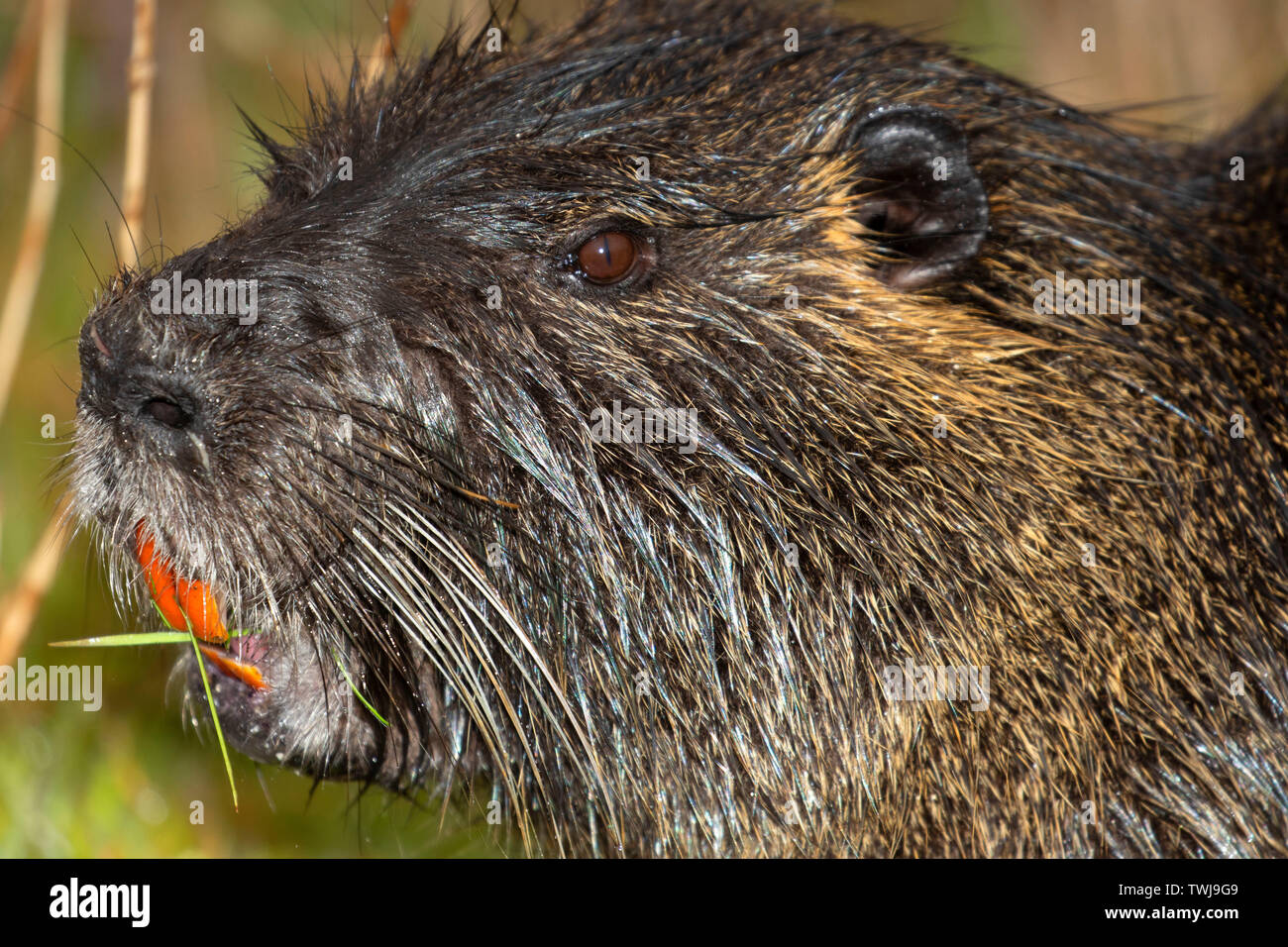 Wetlands rodent hi-res stock photography and images - Alamy