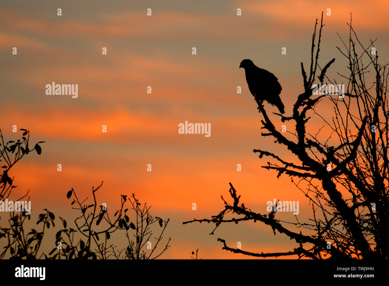 Hawk silhouette hi-res stock photography and images - Alamy