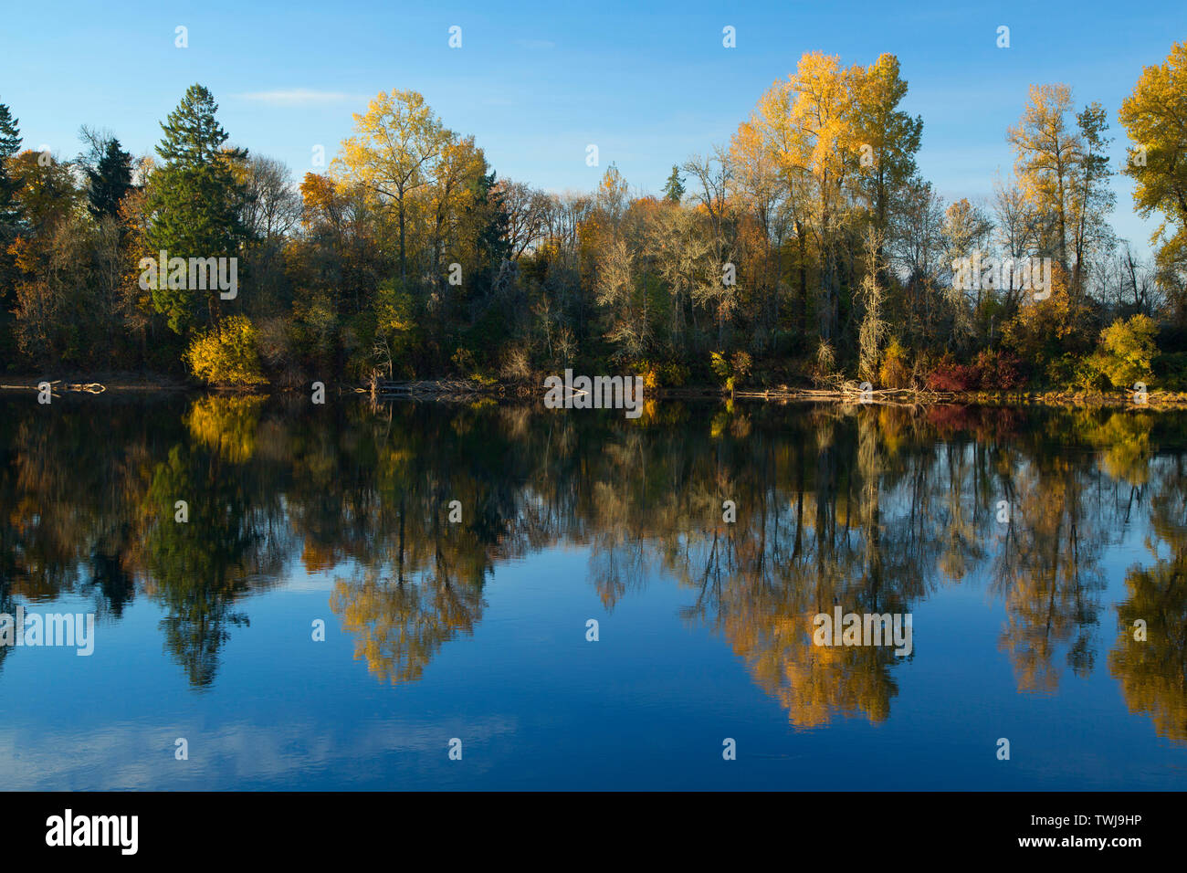 Willamette River with cottonwood in autumn, Willamette Mission State ...