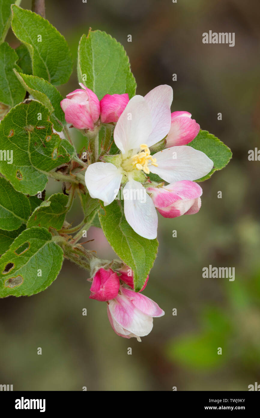 Fruit tree bloom, EE Wilson Wildlife Area, Oregon Stock Photo - Alamy