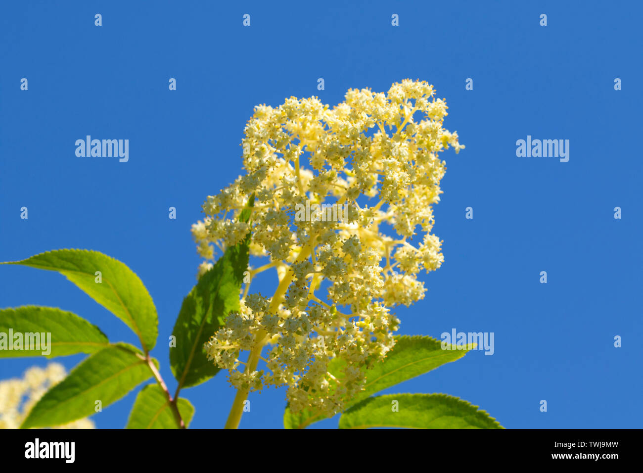 Oceanspray, Talking Water Gardens, Albany, Oregon Stock Photo - Alamy