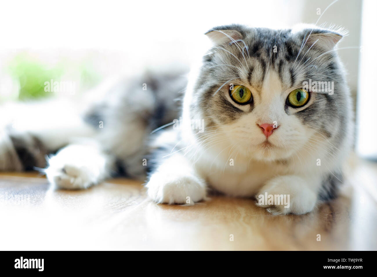 Scottish folding ear cats hi-res stock photography and images - Alamy