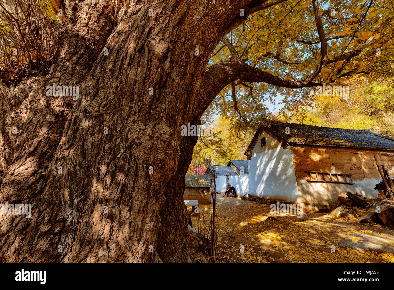 Millennium ginkgo tree, thousand-year-old village Stock Photo - Alamy