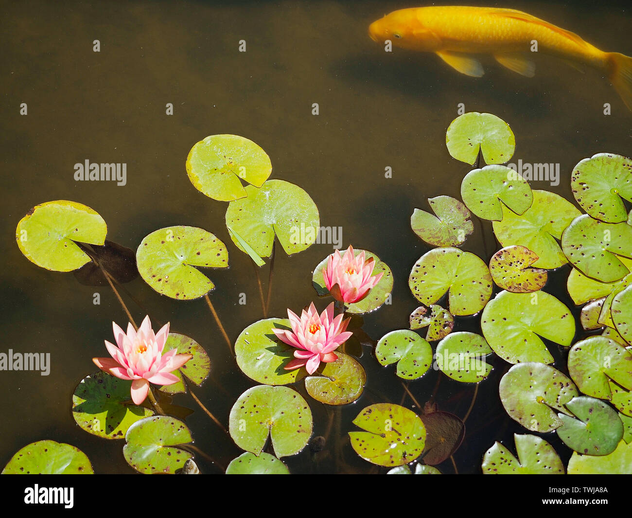 Lily pads koi fish hi-res stock photography and images - Alamy