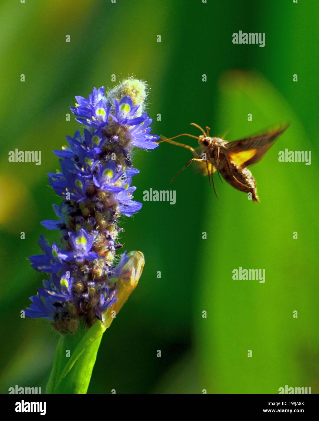 Picking insect hi-res stock photography and images - Alamy