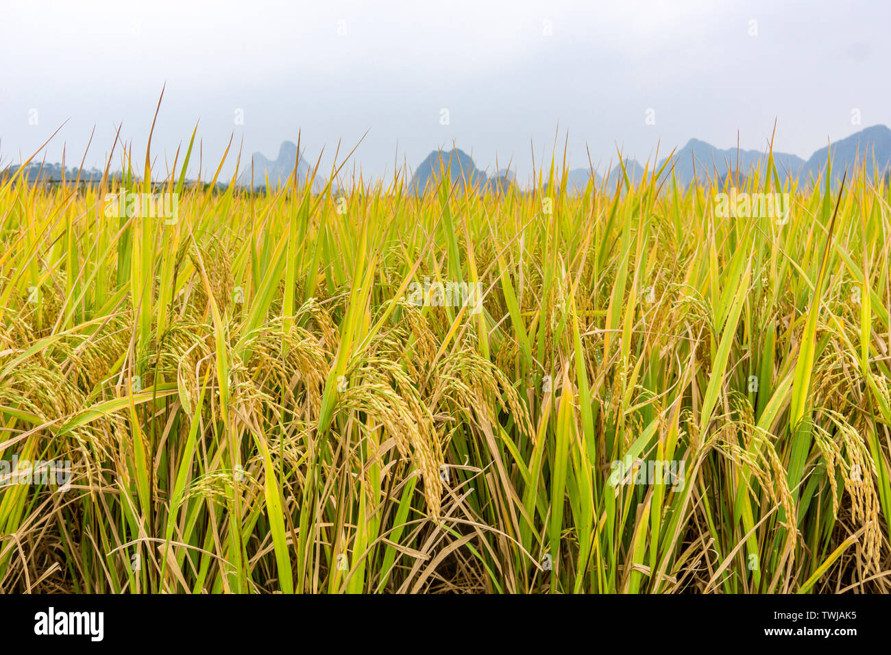 A golden rice field Stock Photo - Alamy