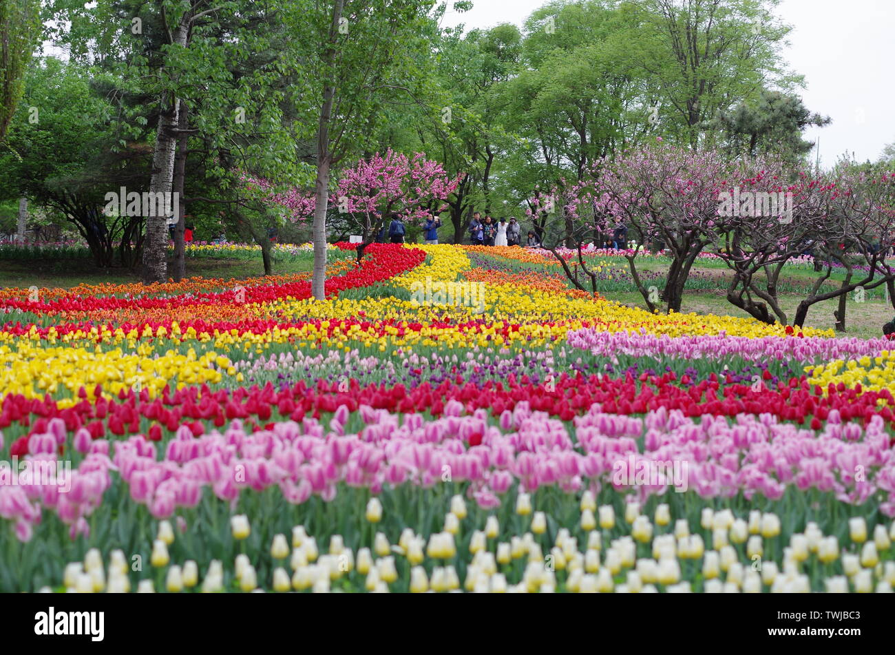 The flowers bloom, the spring is pleasant Stock Photo - Alamy