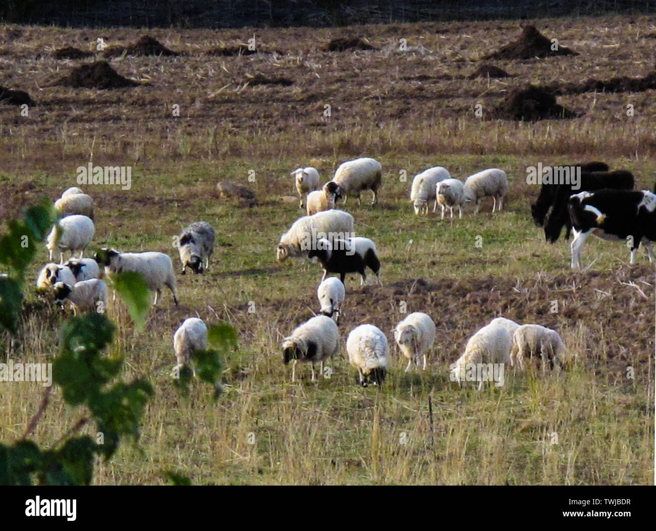 Sheep and cow are out in the dry brown field, part of the livestock ...
