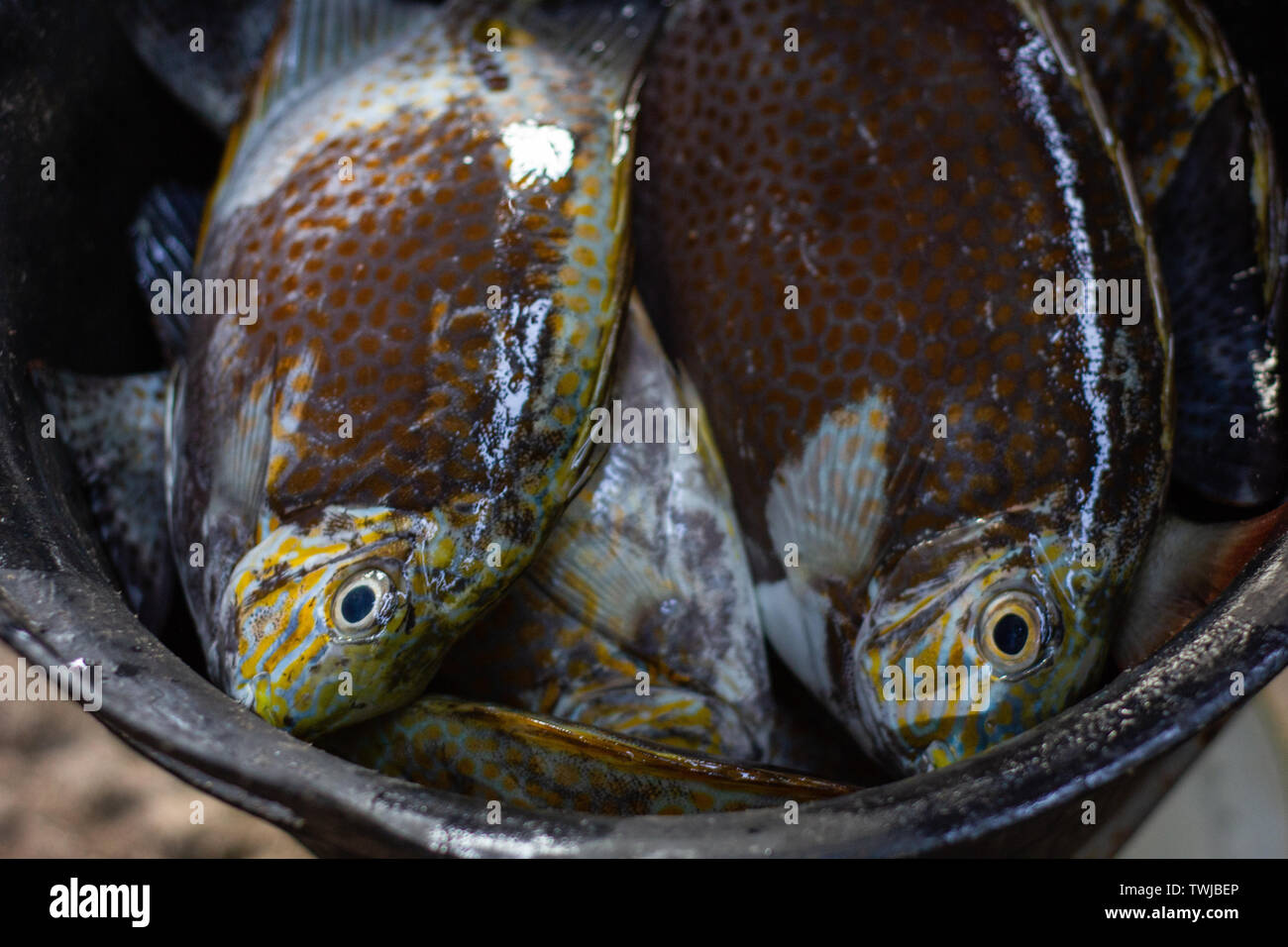 Some fresh and raw parrotfish caught by fishermen are placed in a ...
