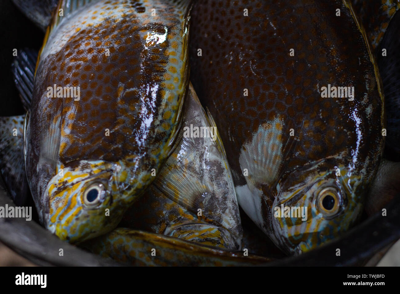 Some fresh and raw parrotfish caught by fishermen are placed in a ...