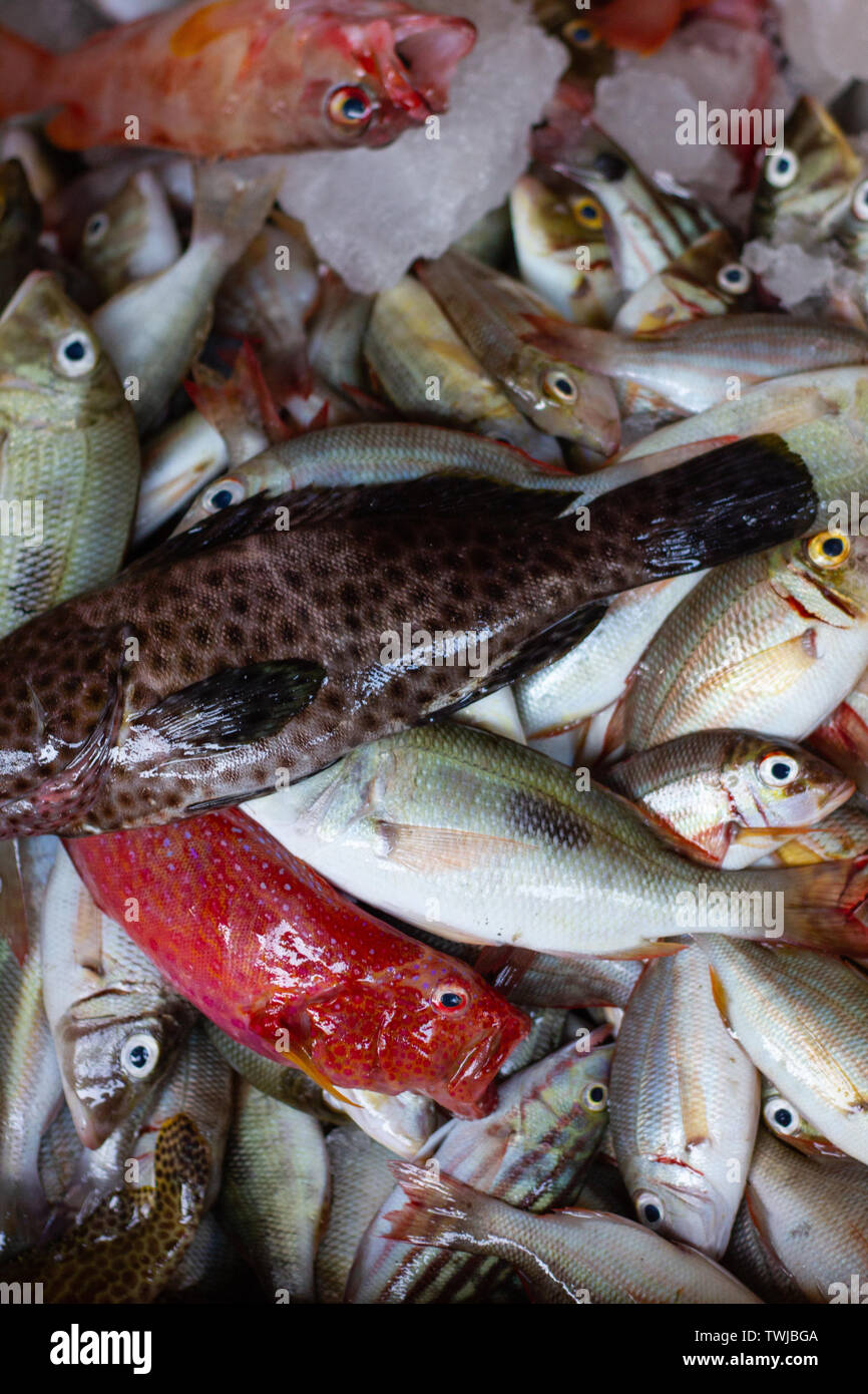 Many kind of fresh and raw fishes, Caesionidae, Baramundi, Grouper on ...