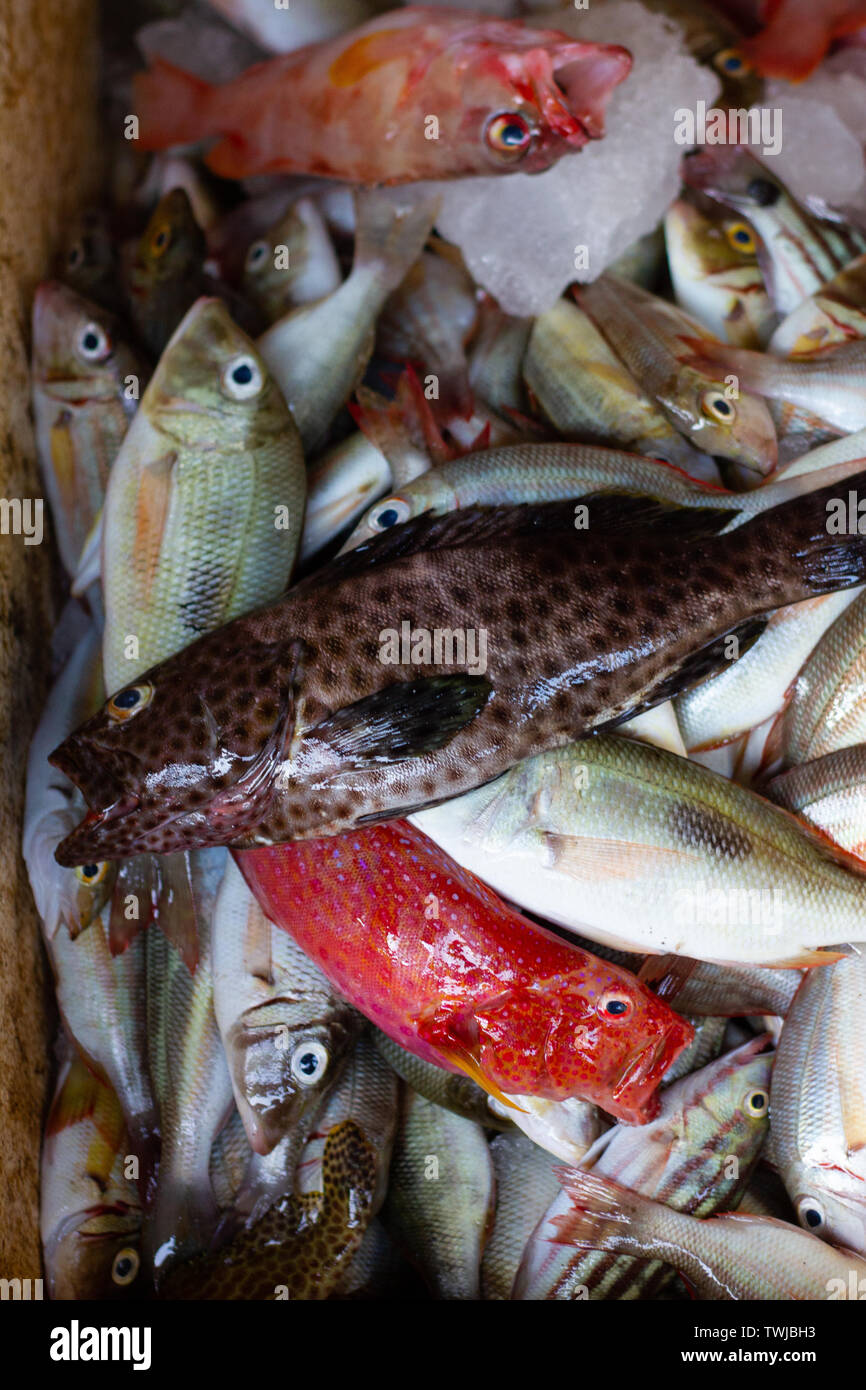 Many kind of fresh and raw fishes, Caesionidae, Baramundi, Grouper on ...