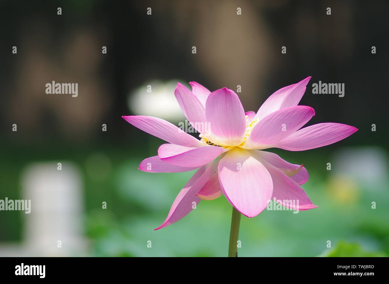 Lotus, Xia Ho, Lotus, Photography Stock Photo - Alamy