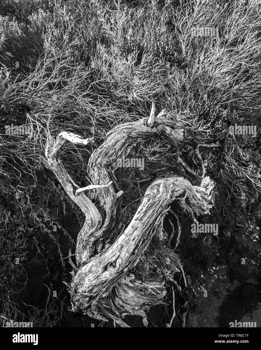Twisted tree growing up in black & white landscape Stock Photo - Alamy