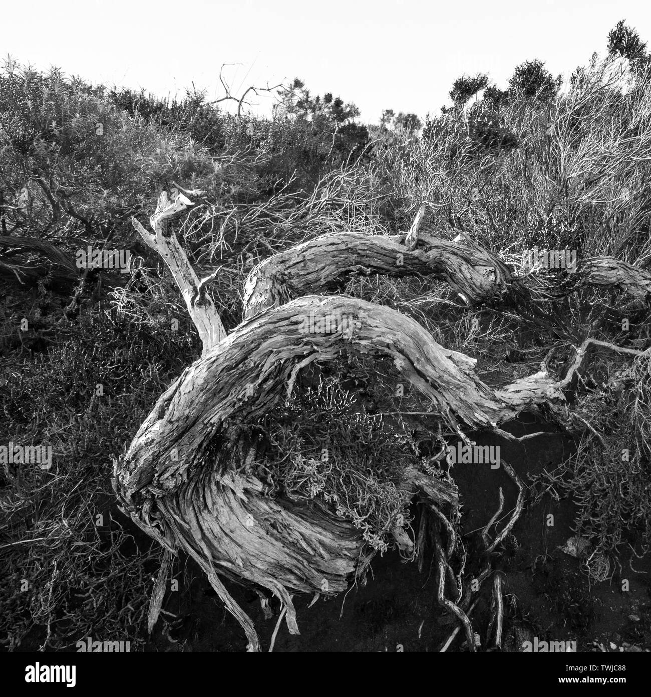 Twisted tree in black & white landscape in square format Stock Photo ...