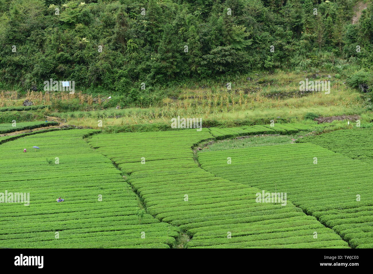 Tea garden scenery Stock Photo - Alamy