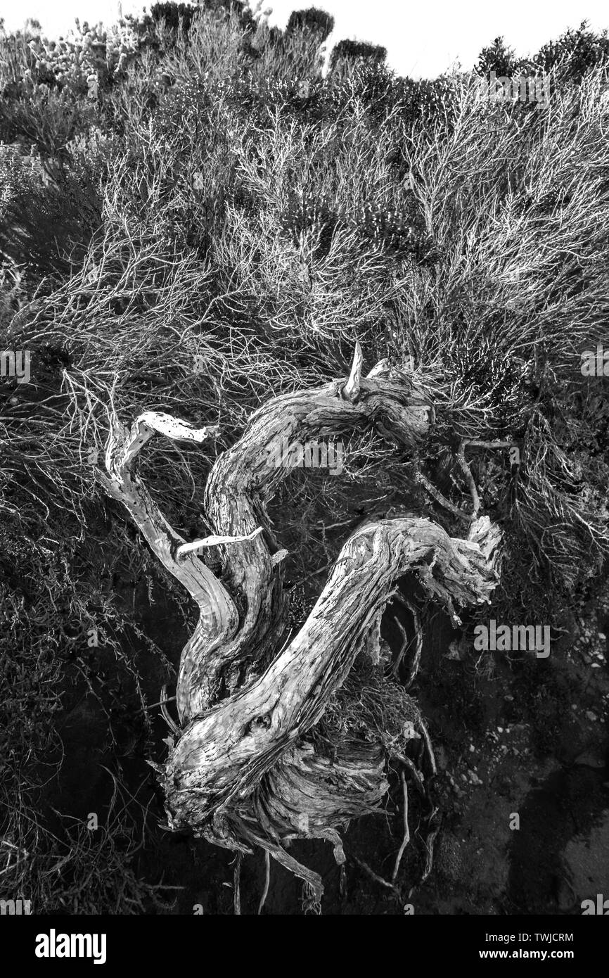 Gnarled dead tree in black & white Stock Photo - Alamy