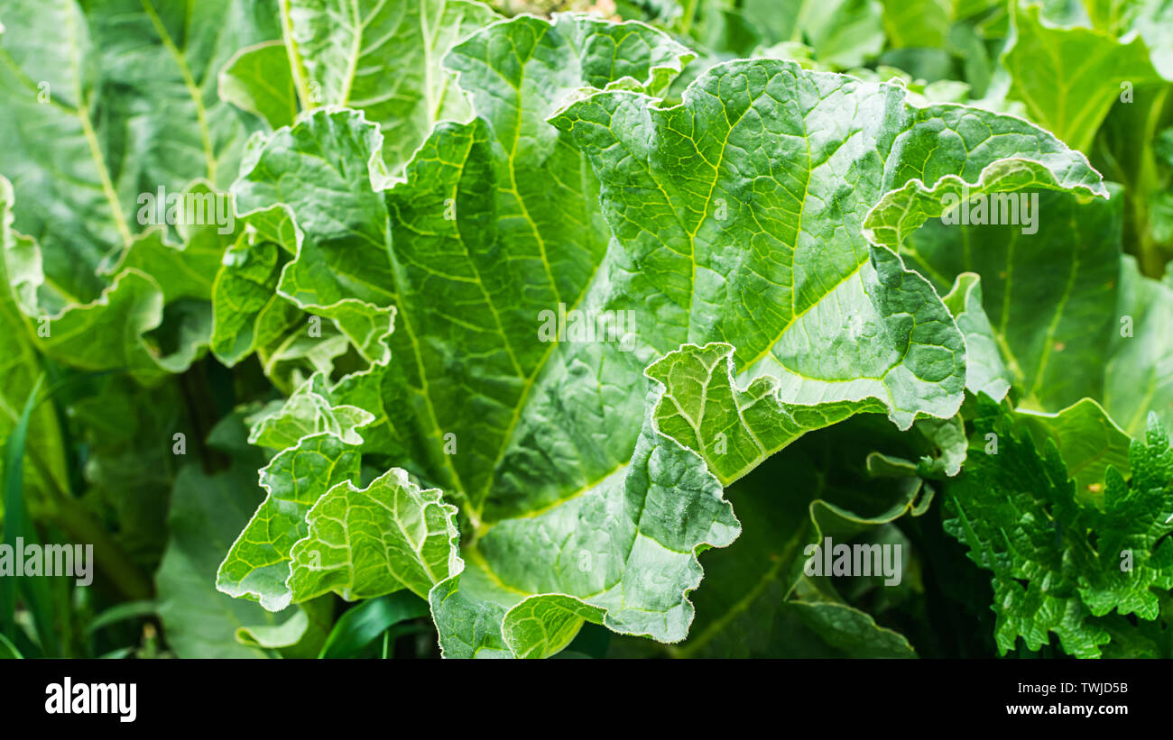 Plant rhubarb with large green leaves in the garden bed. Summer harvest ...