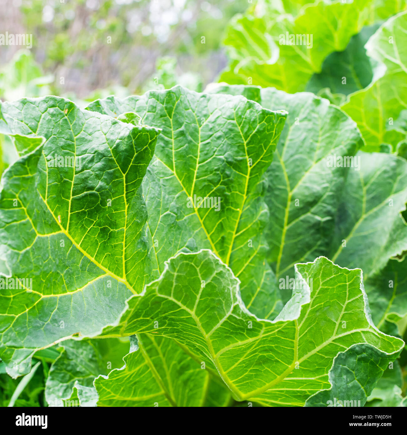 Rhubarb plant short stem hi-res stock photography and images - Alamy