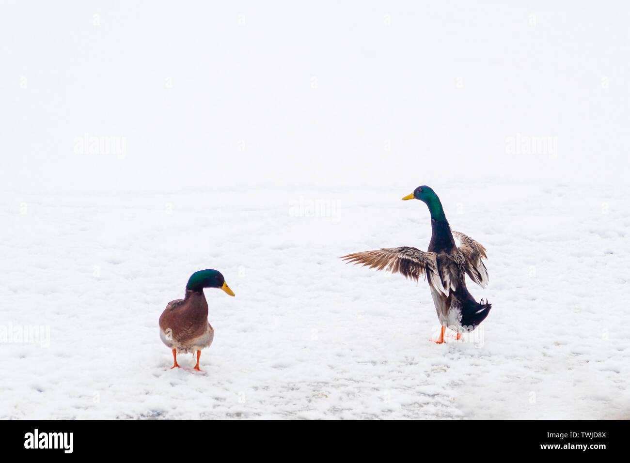 Beijing spring snow Stock Photo - Alamy