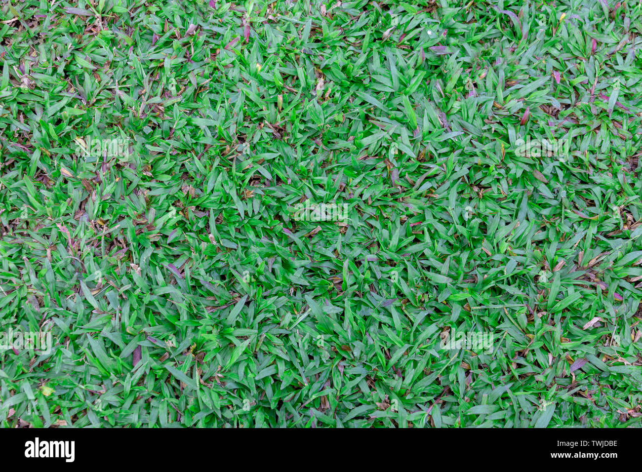 Grass texture top view hi-res stock photography and images - Alamy