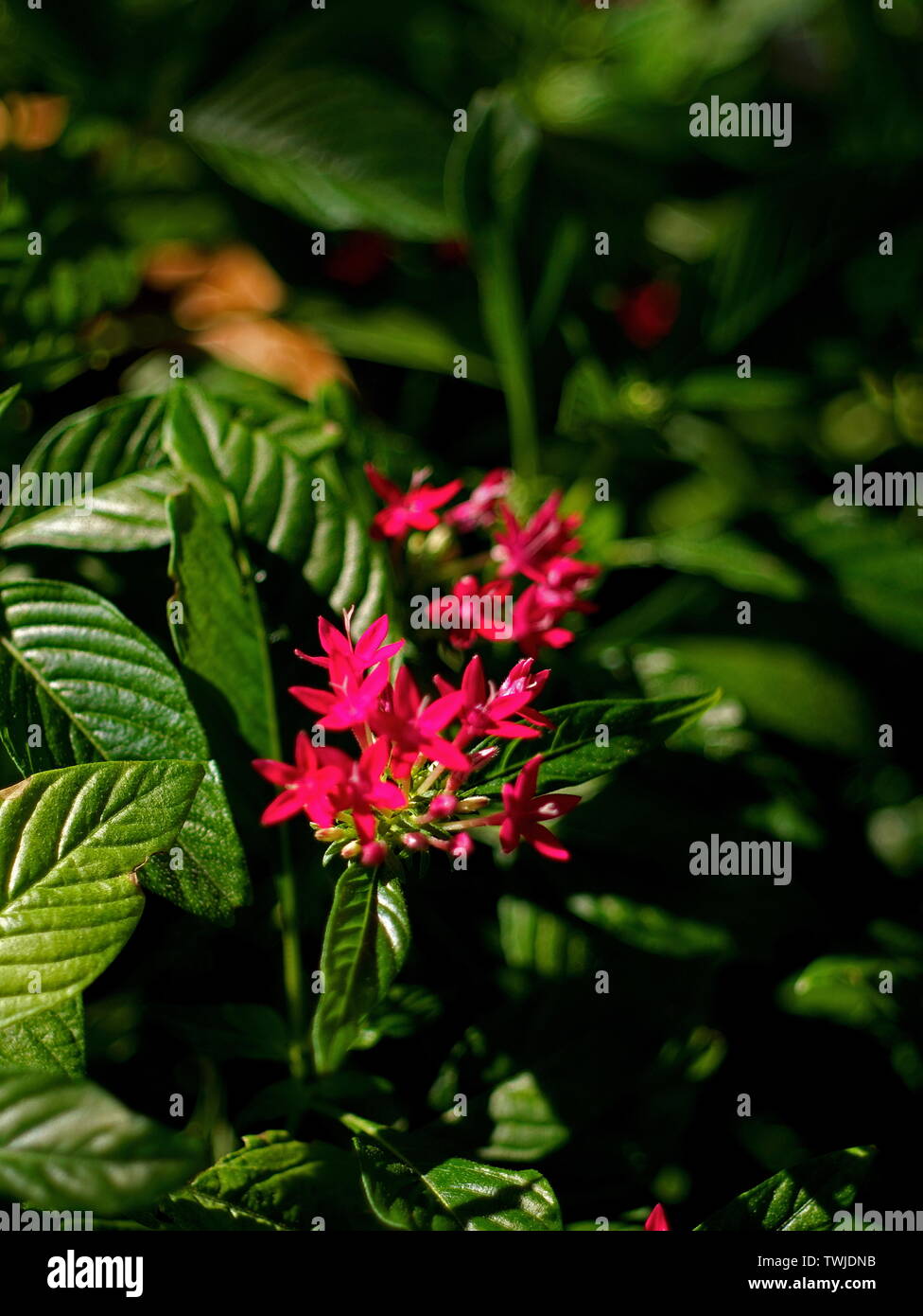 Five star flowers flowers and nature plants hi-res stock photography ...