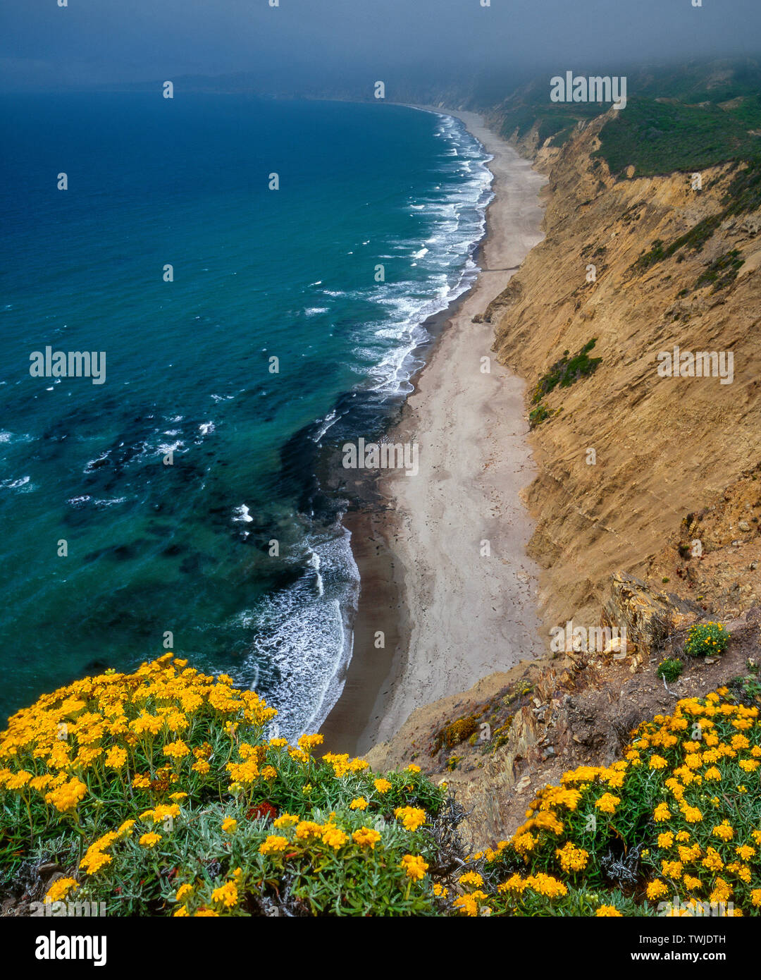 Golden Yarrow, Wildcat Beach, Point Reyes National Seashore, California ...