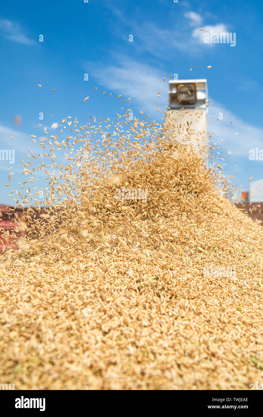 The autumn harvest hits the millet Stock Photo - Alamy