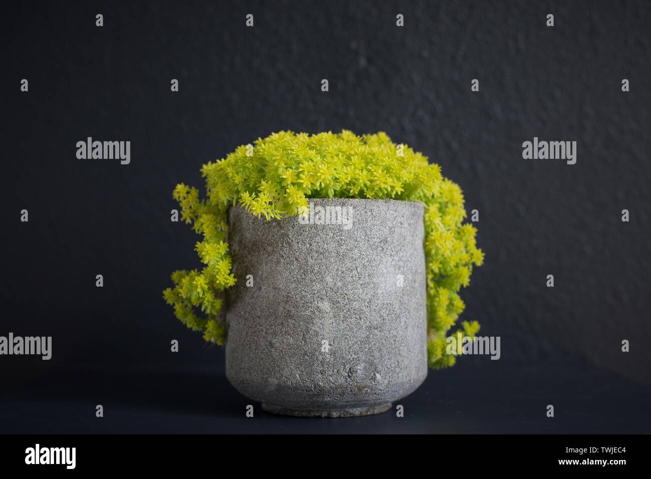 A sedum japonicum 'Tokyo Sun' plant in a container Stock Photo - Alamy