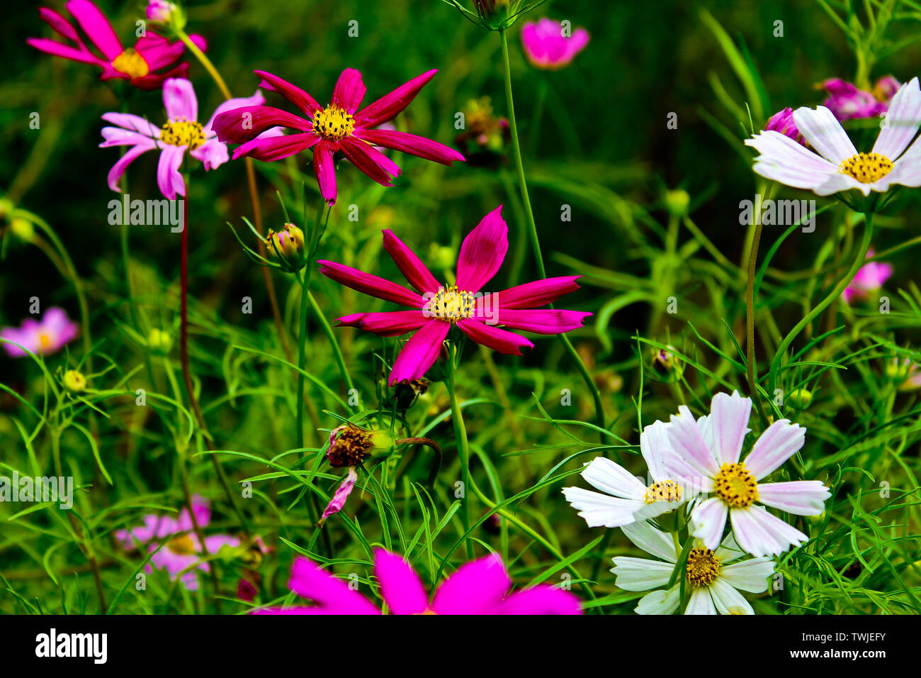 Scenery of Gucun Park in Shanghai Stock Photo - Alamy