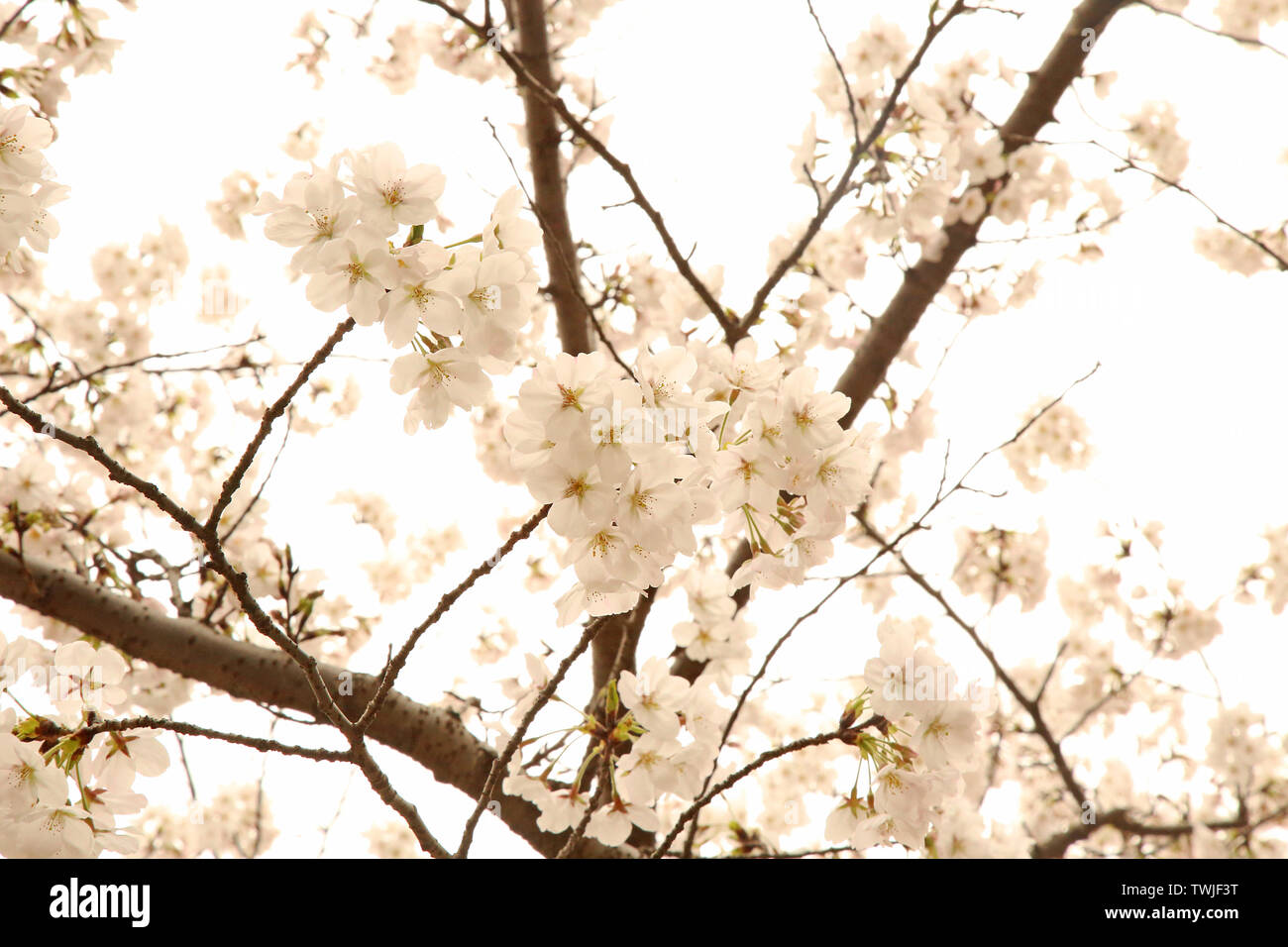 Spring in the gardens of Suzhou Stock Photo - Alamy