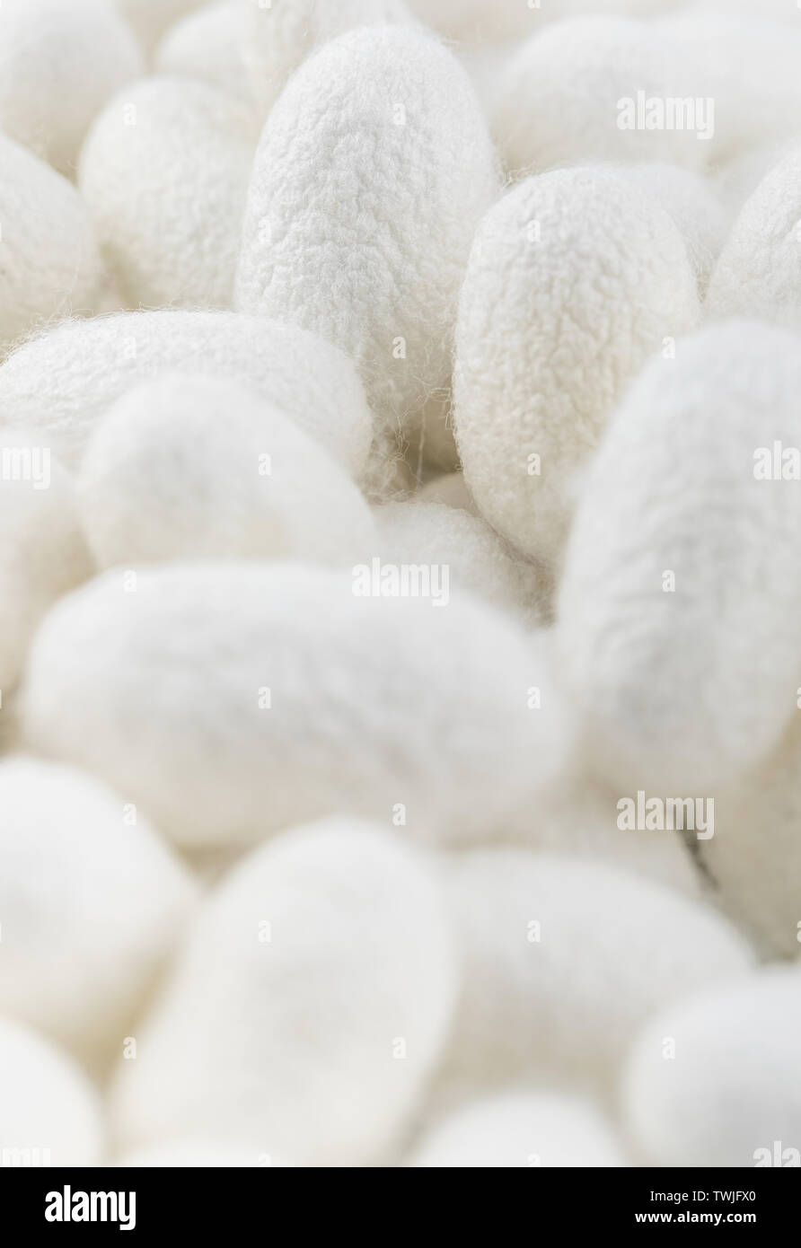 Silkworm cocoon silk fibres hi-res stock photography and images - Alamy