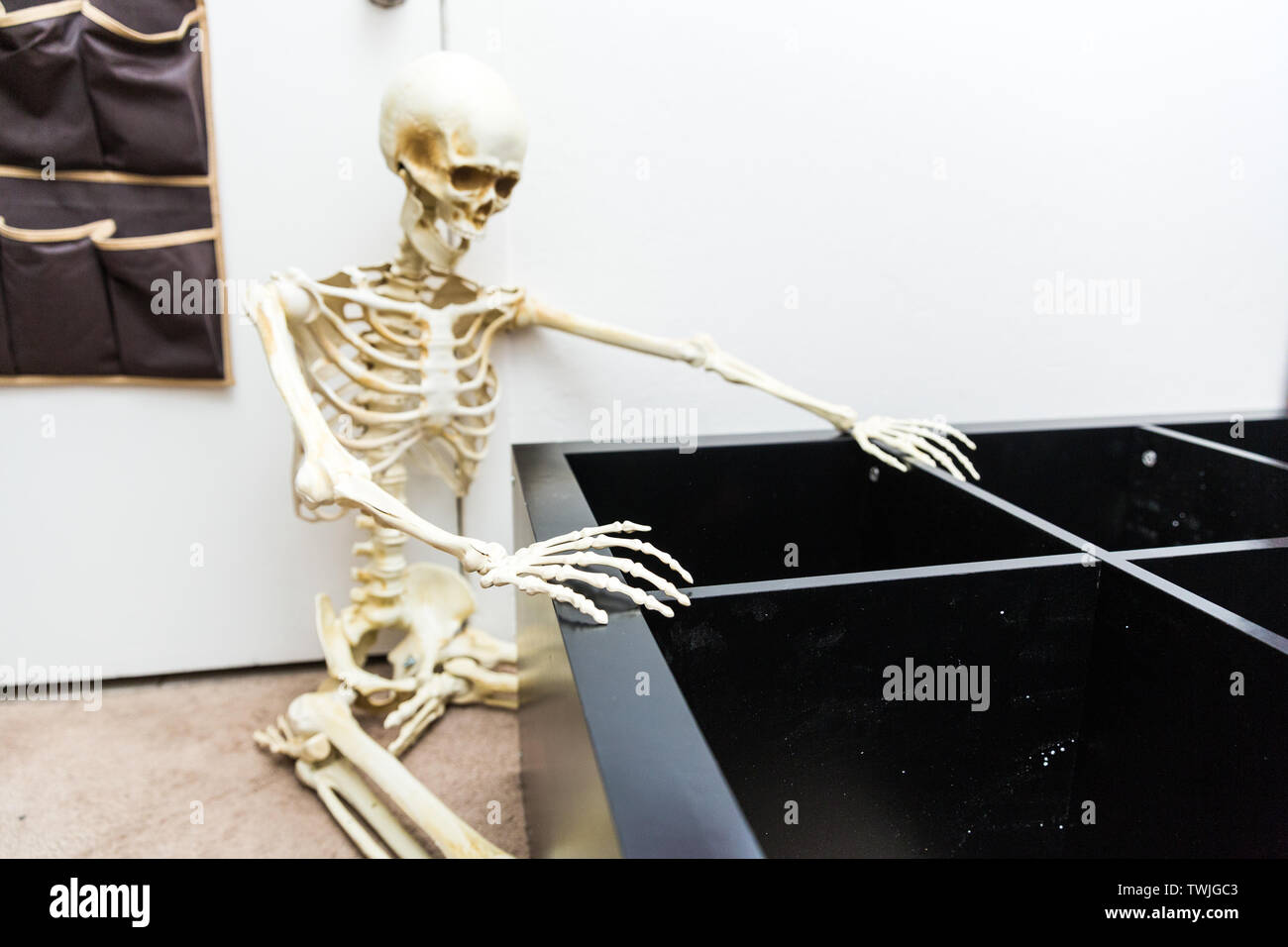 Bony skeleton assembling a black wooden shelf Stock Photo - Alamy