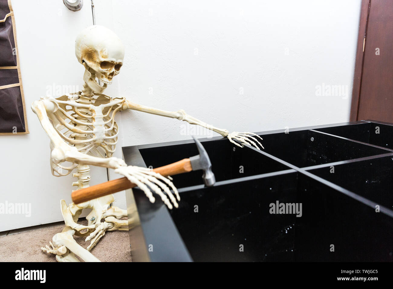 Bony skeleton assembling a black wooden shelf Stock Photo - Alamy